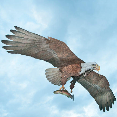 Jackite Eagle Kite – Realistic Bird Kite for Outdoor Enthusiasts ...
